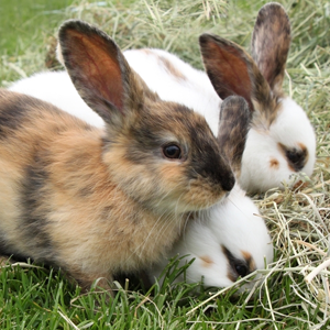 Rabbit Joint Support Quickscan - Synopet | hond, kat & paard