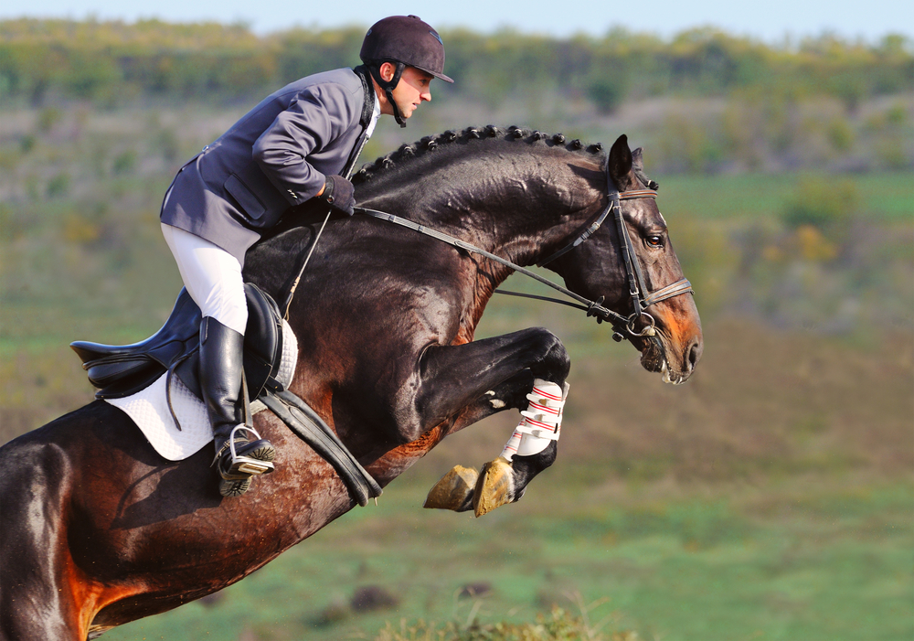 Muscle-Horse | voor spieropbouw - Synopet | hond, kat & paard