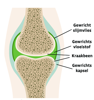 Gewrichten | basiskennis - Synopet | De vloeibare standaard in ...
