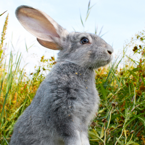 Rabbit Joint Support Quickscan - Synopet | hond, kat & paard