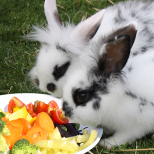 Rabbit Joint Support Quickscan - Synopet | hond, kat & paard