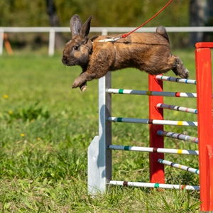 Rabbit Joint Support Quickscan - Synopet | hond, kat & paard