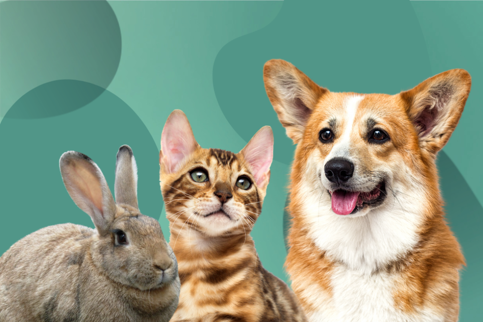 Synopet stappenplan voor de gewrichten van huisdieren - Synopet | hond ...