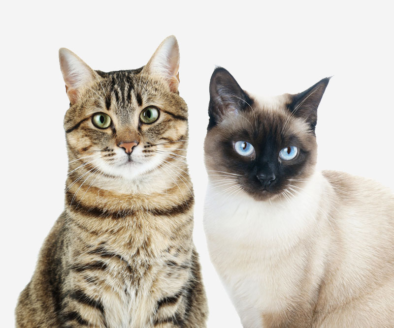 Katten blijven soepel met Feli-Syn - Synopet